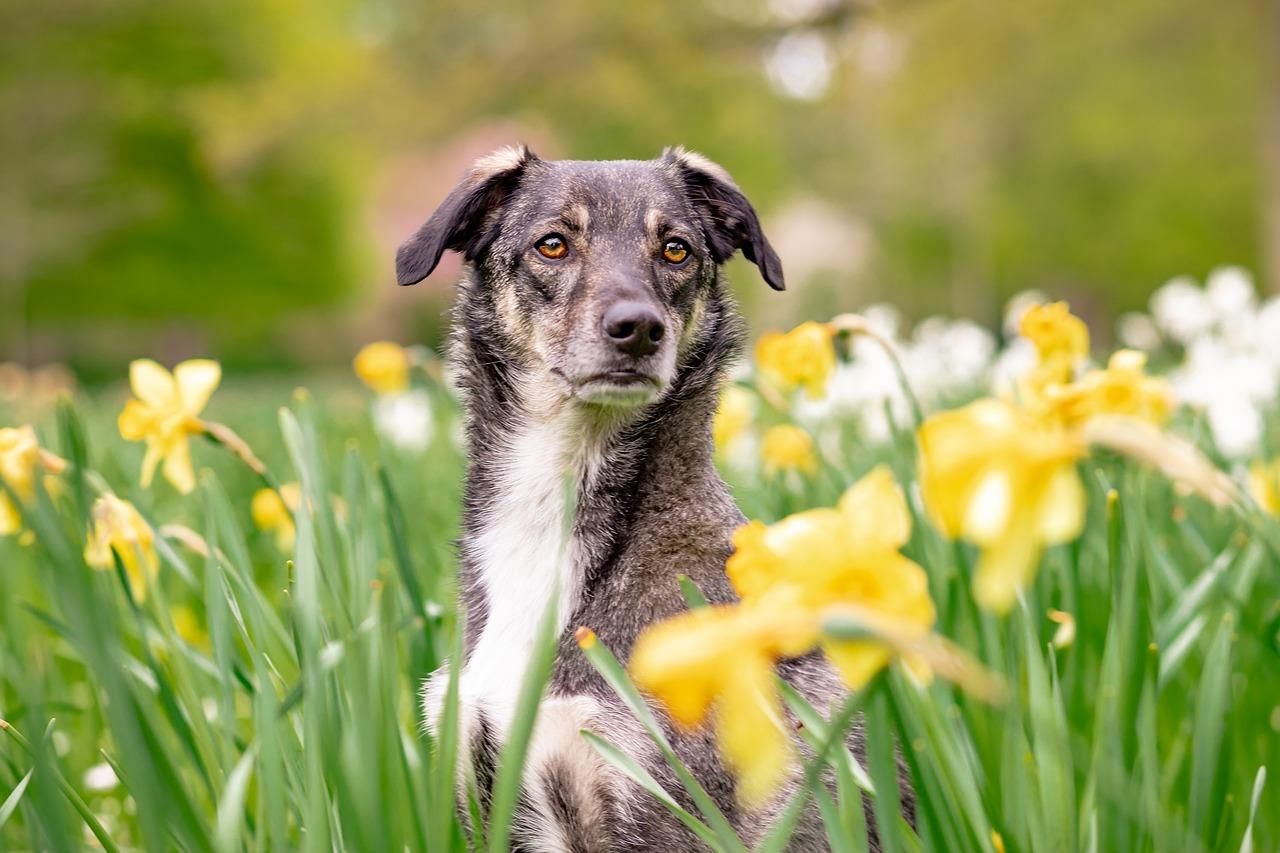 Îngrijirea animalelor primăvara: sfaturi utile pentru un sezon sănătos ...
